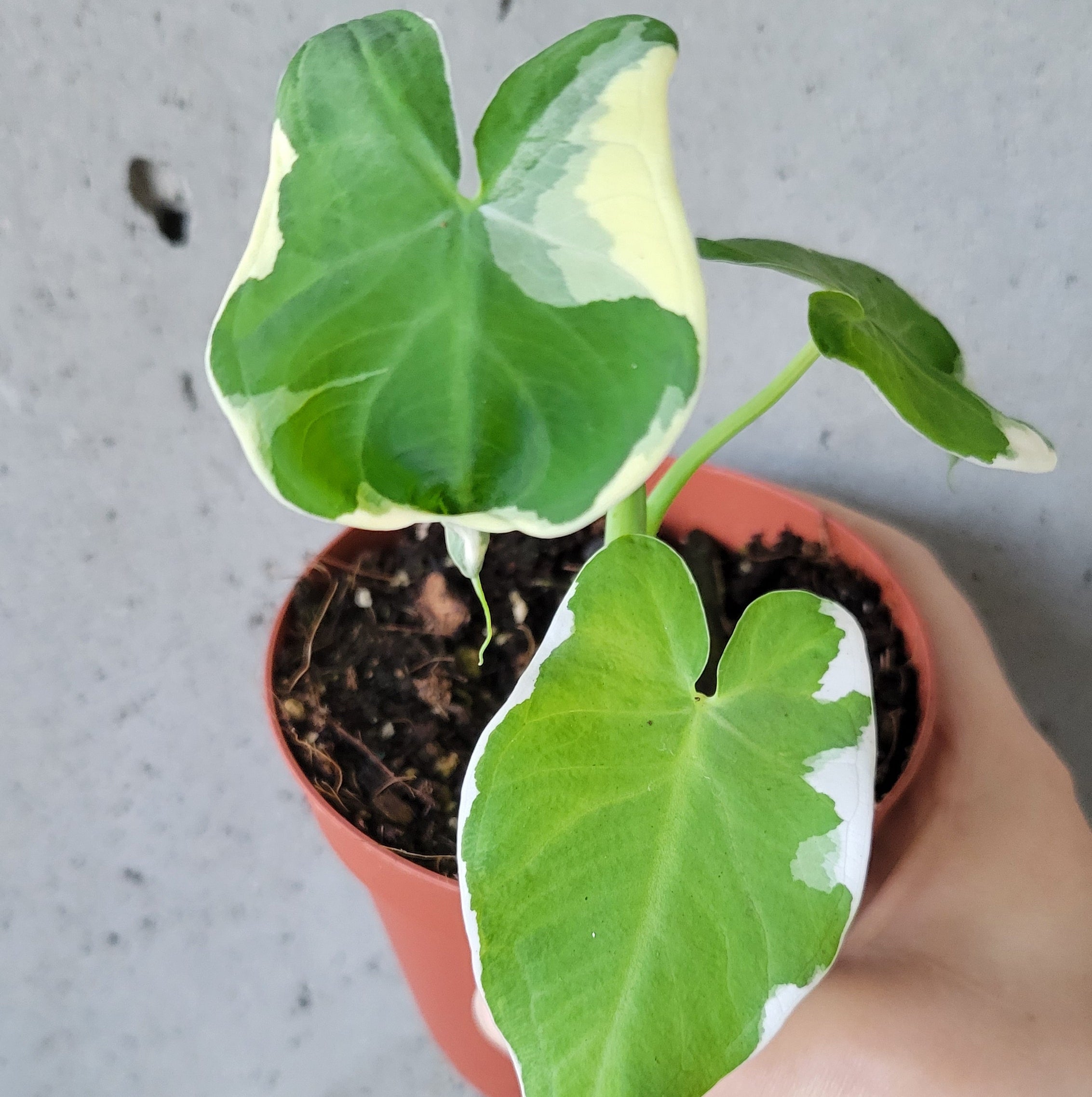 Alocasia Mickey Mouse – VI Plant Shop