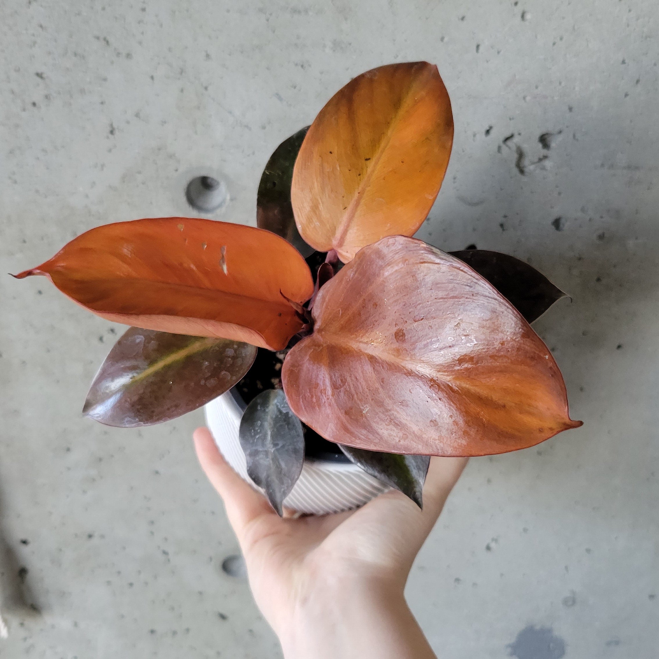 Philodendron McColley's Finale – VI Plant Shop
