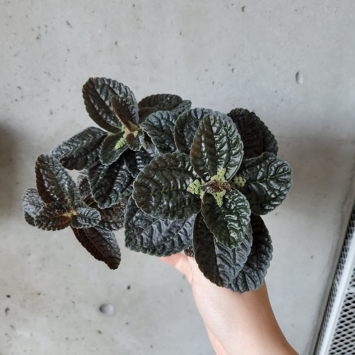Pilea Repens – VI Plant Shop