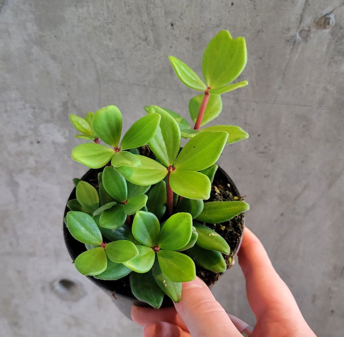 Peperomia 'Mojo' – VI Plant Shop
