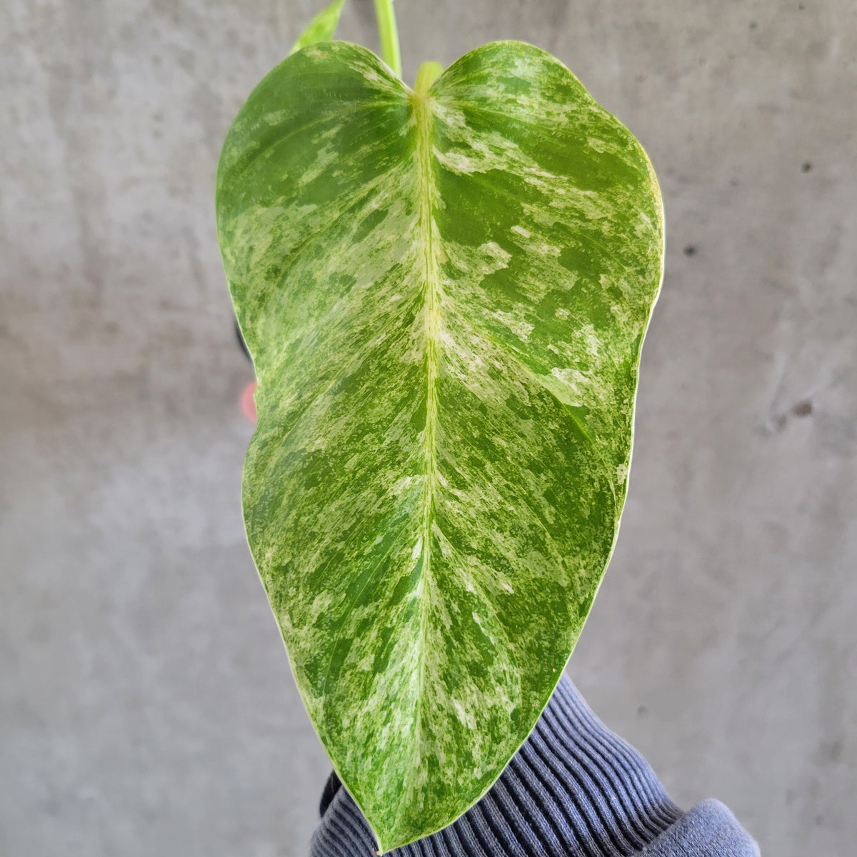Philodendron Giganteum 'Variegated Marble' – VI Plant Shop