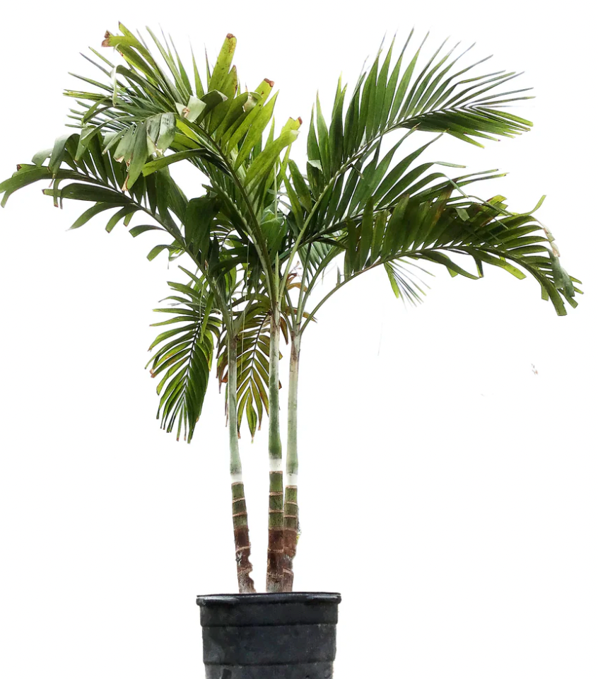 Adonidia Palm – VI Plant Shop