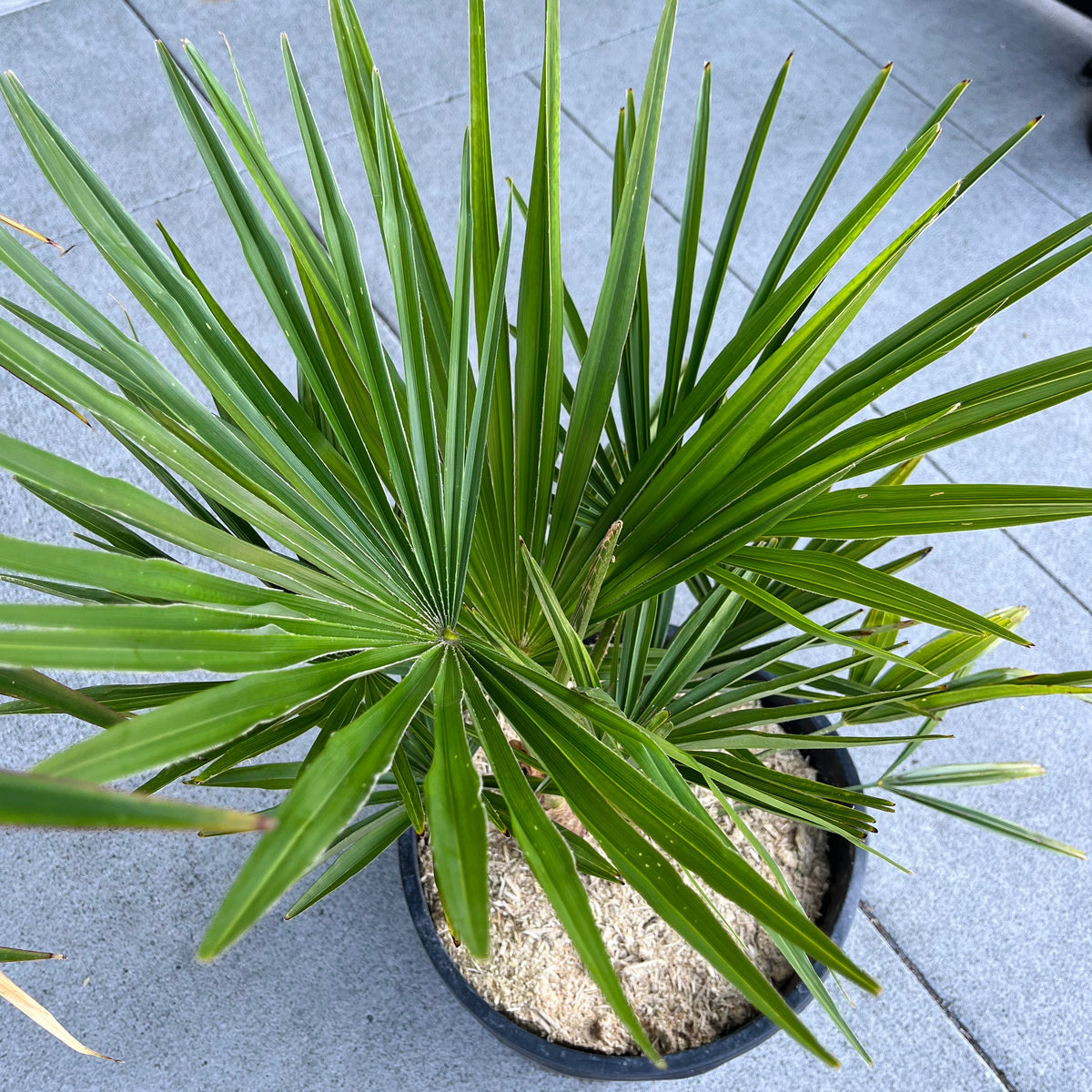 Windmill Palm – VI Plant Shop