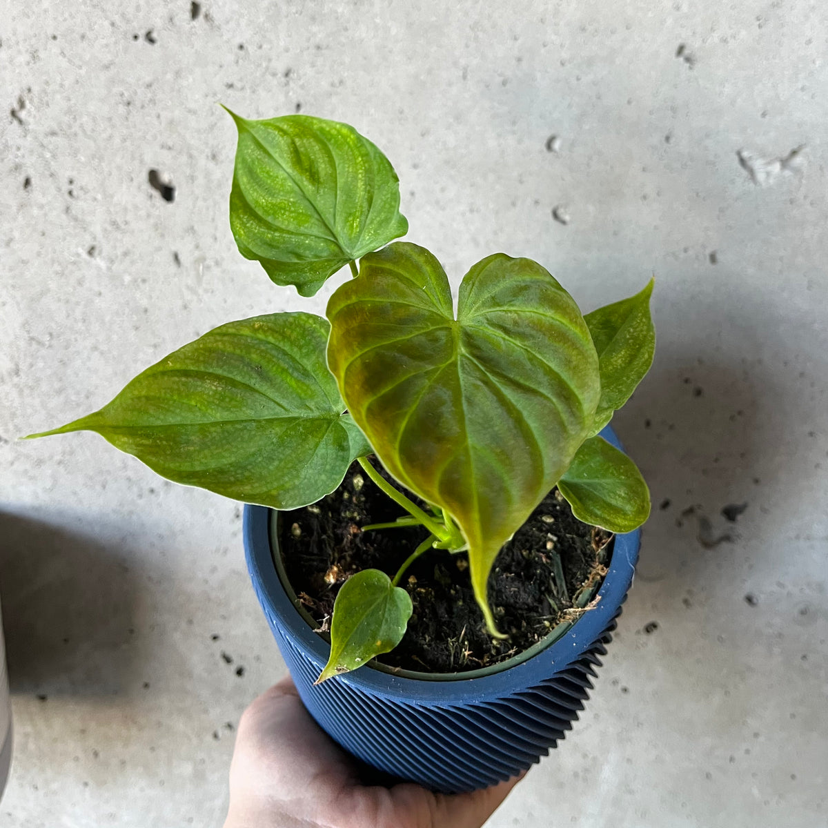 Philodendron Verrucosum – VI Plant Shop