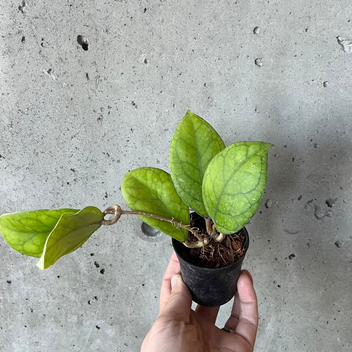 Hoya Irina – VI Plant Shop