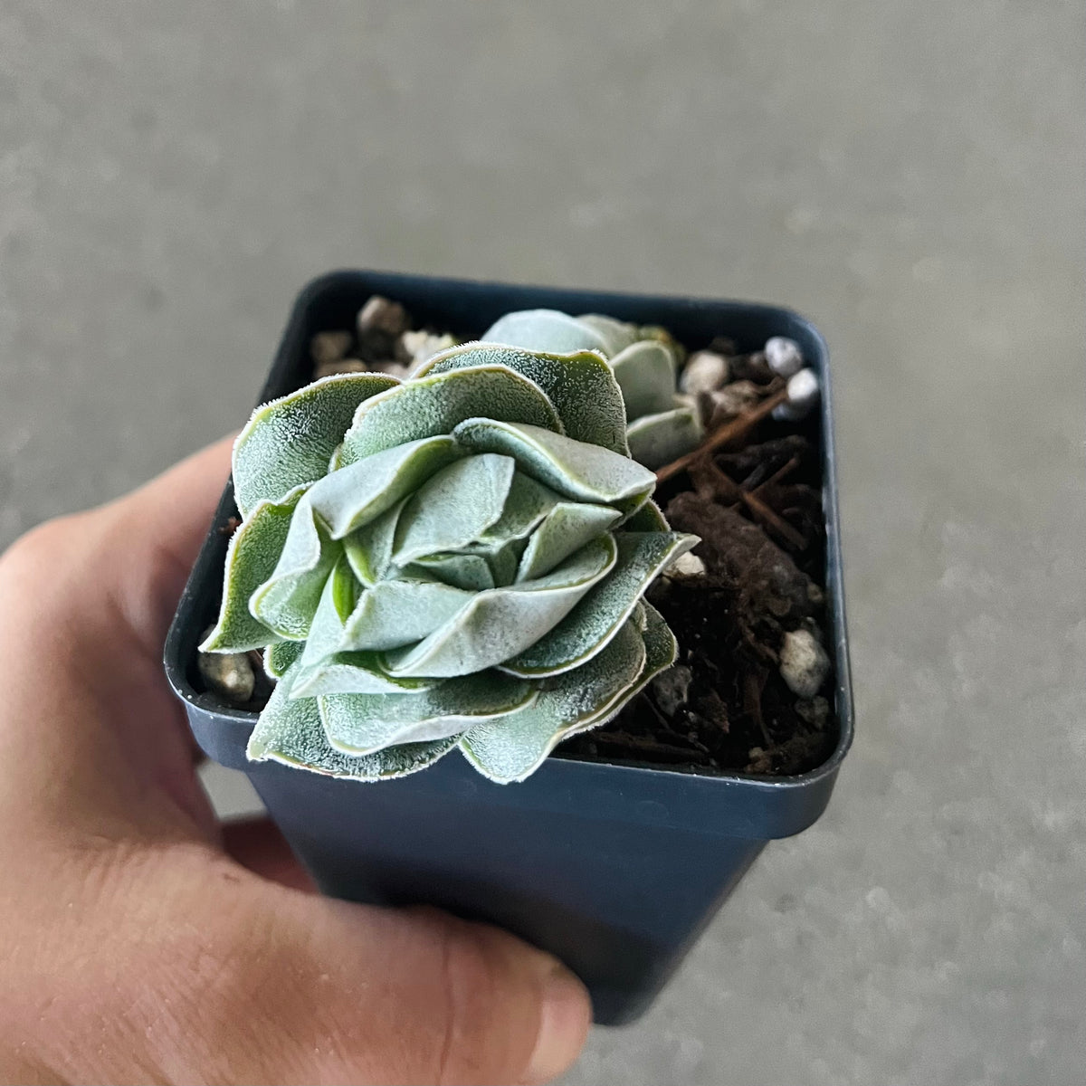 Crassula Pangolin – VI Plant Shop