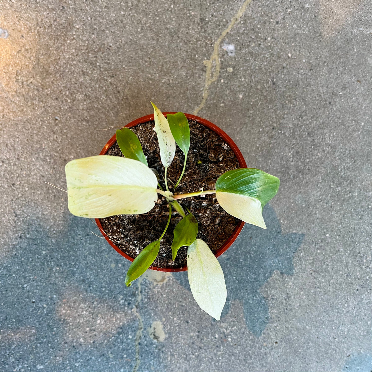 Philodendron 'Snowdrift' – VI Plant Shop