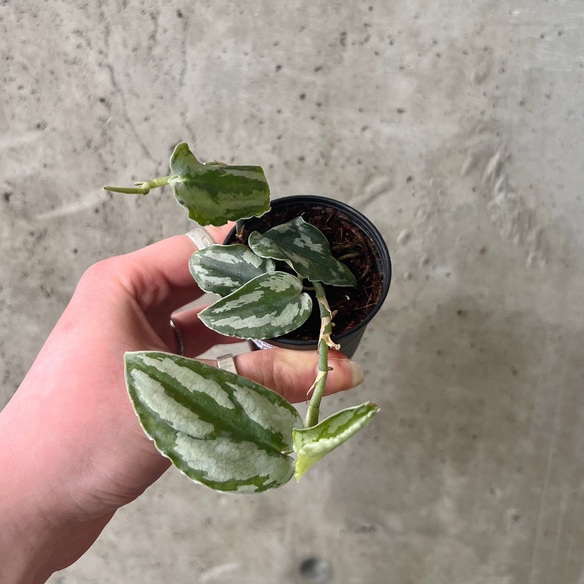 Scindapsus 'Silver Princess' – VI Plant Shop