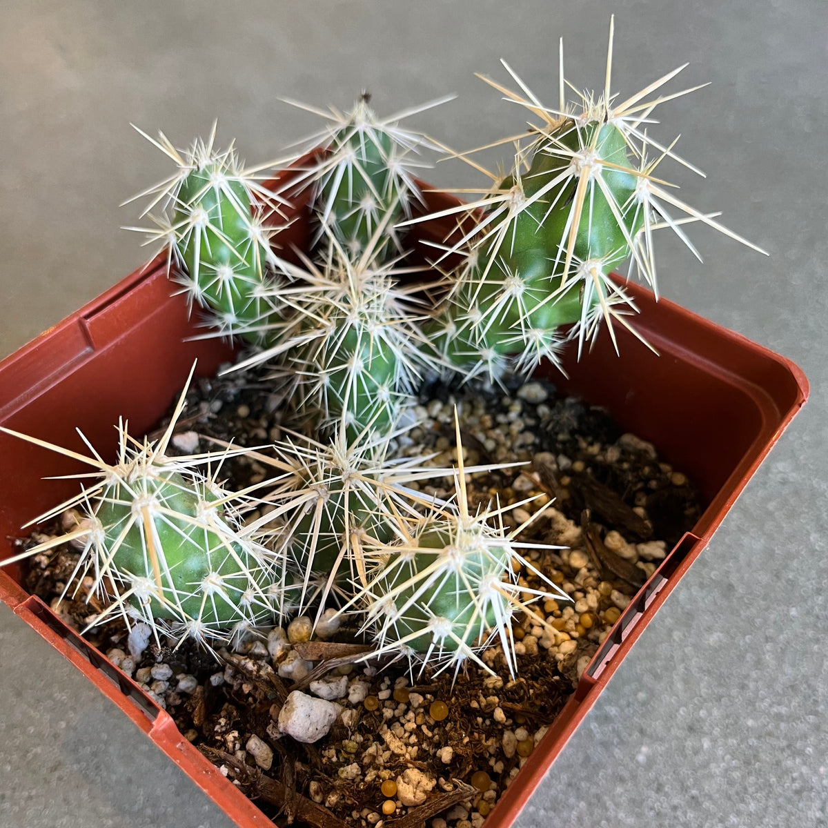 Club Cholla – VI Plant Shop