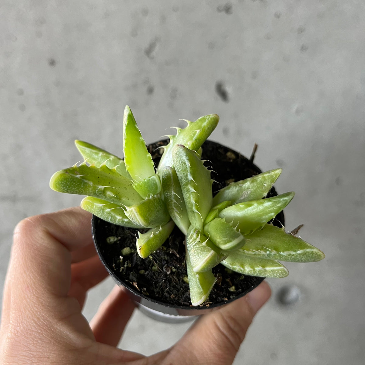 Variegated Tiger Jaws Succulent – VI Plant Shop