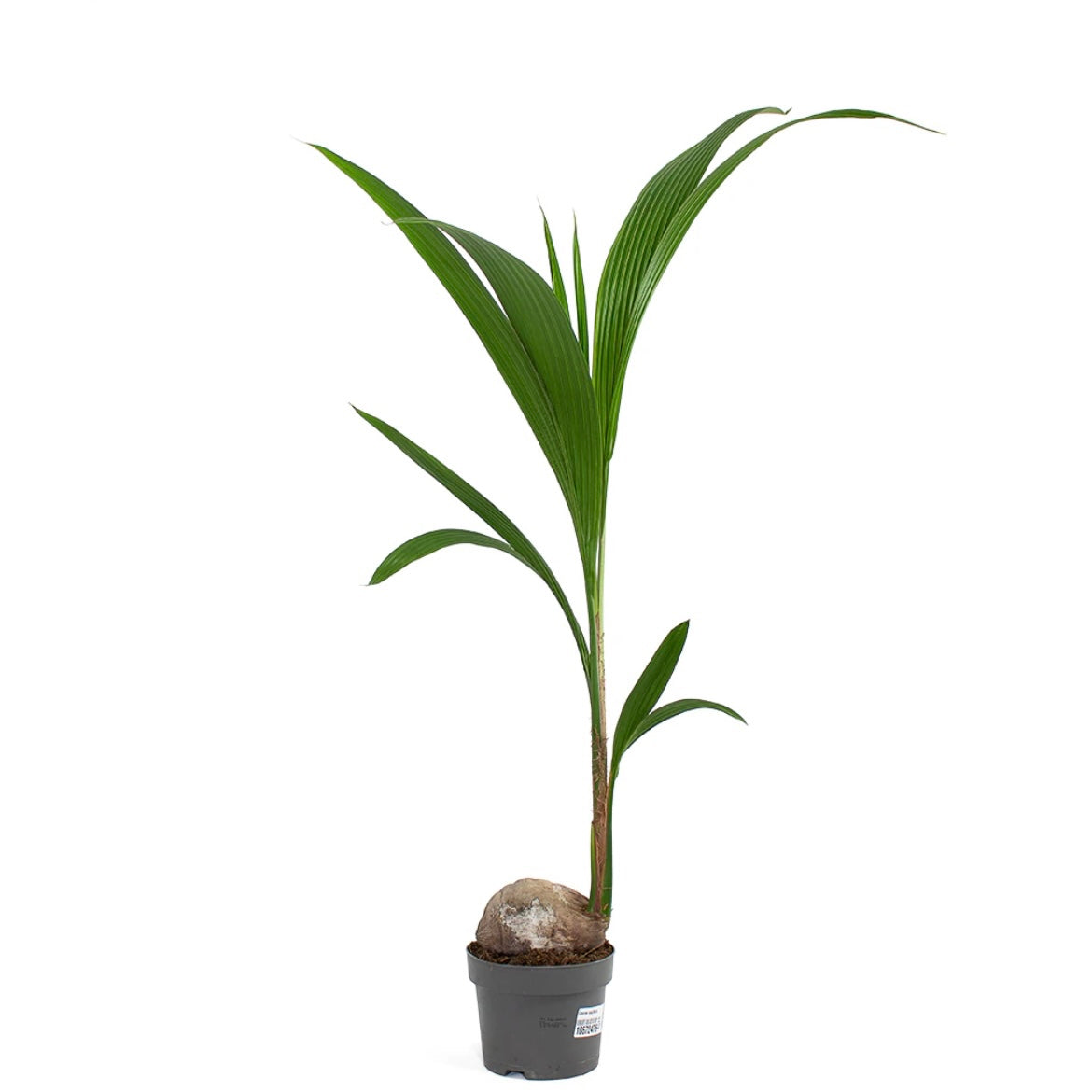 Coconut Palm – VI Plant Shop