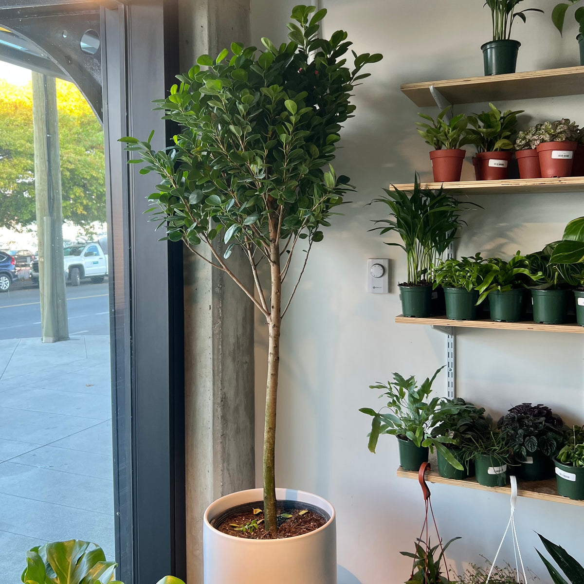 Ficus Daniella – VI Plant Shop
