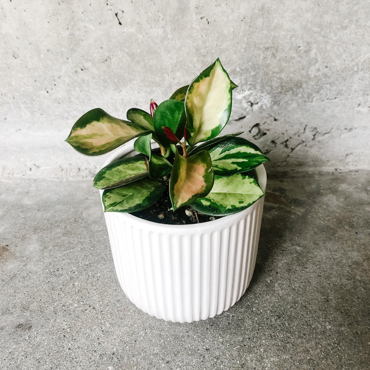 Ava Planter – VI Plant Shop