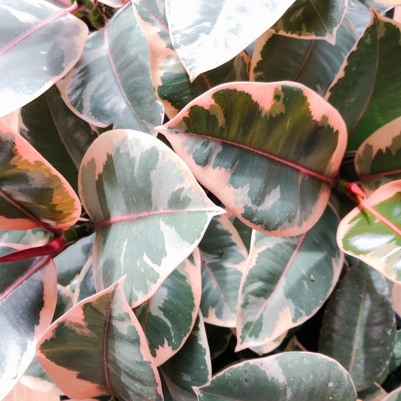 Rubber Tree 'Ruby Red' – VI Plant Shop