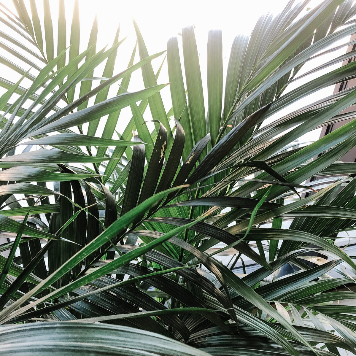 Cascade Palm – VI Plant Shop