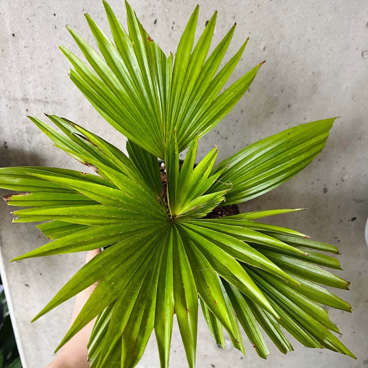 Queen Palm – VI Plant Shop