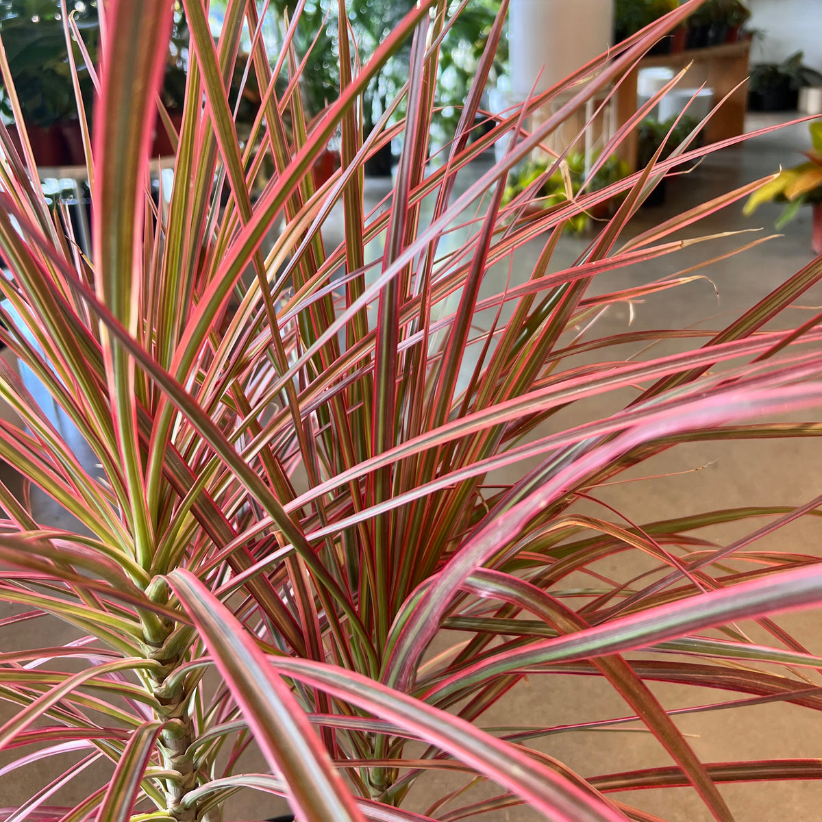 Dracaena Colorama – VI Plant Shop