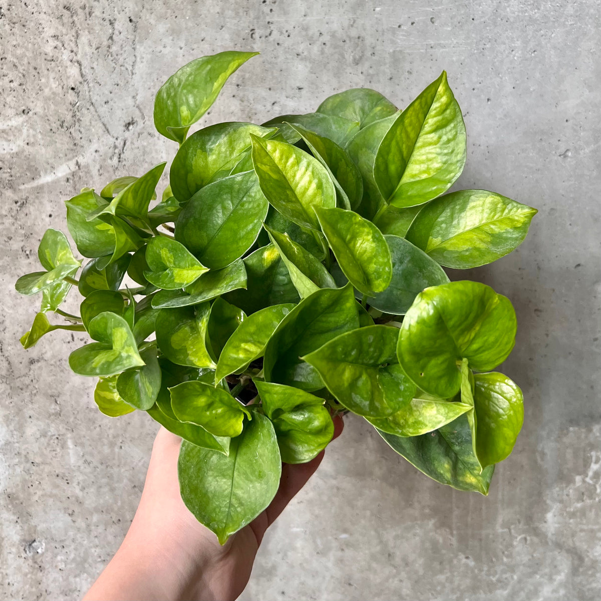Global Green Pothos – VI Plant Shop