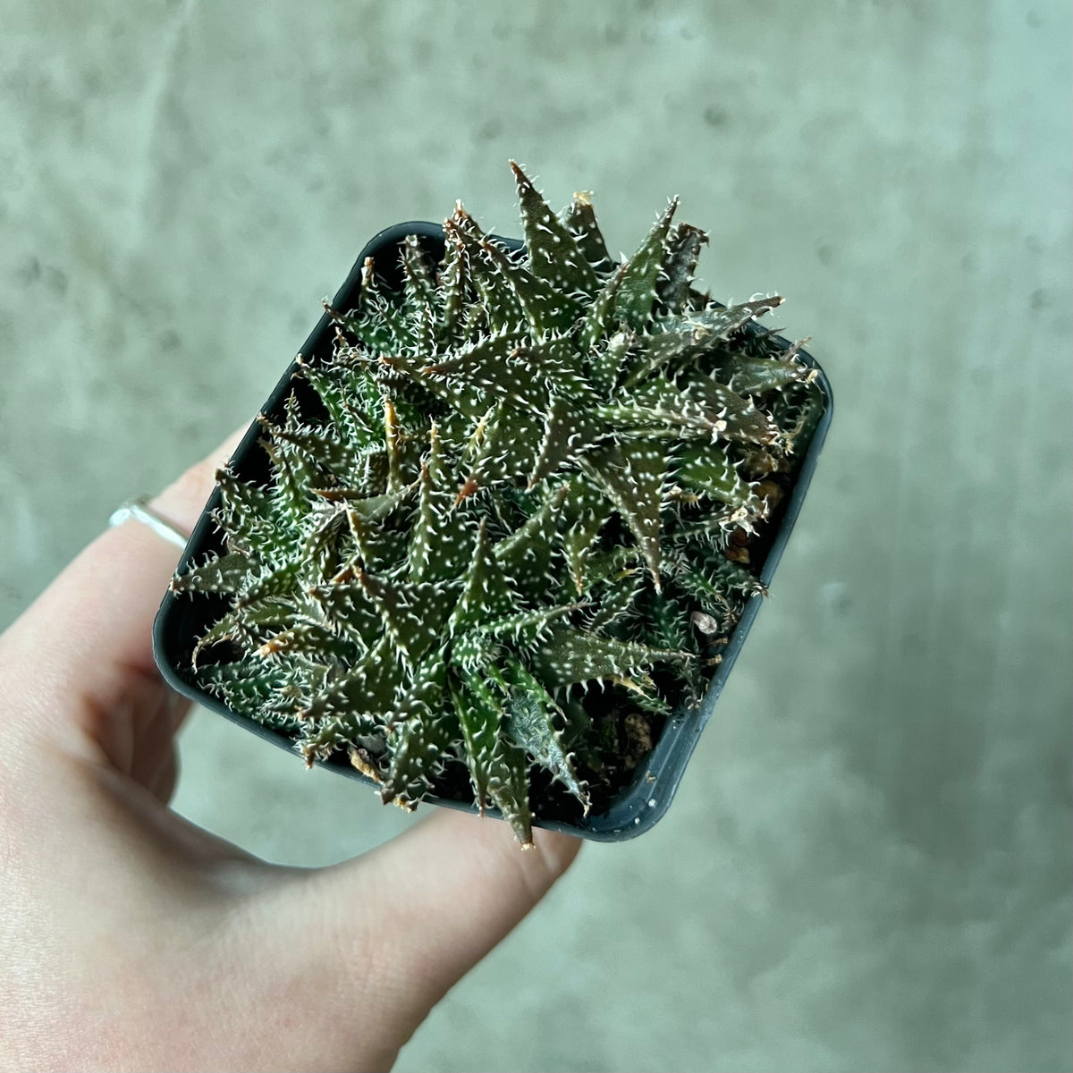 Aloe 'Pepe' – VI Plant Shop