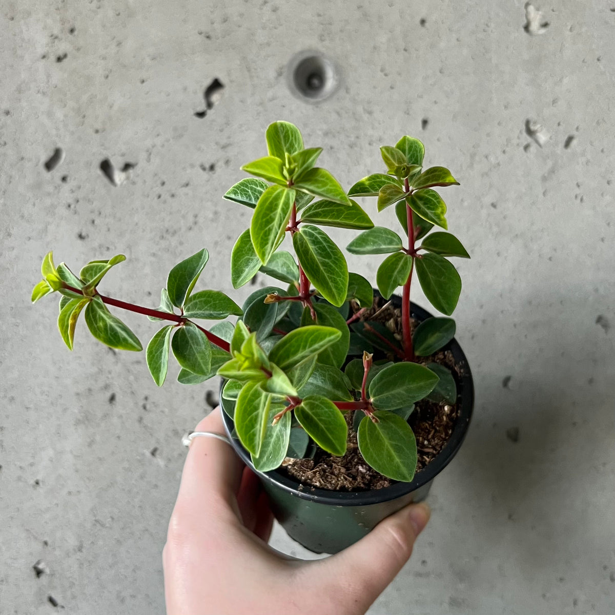 Peperomia Ruebella – VI Plant Shop