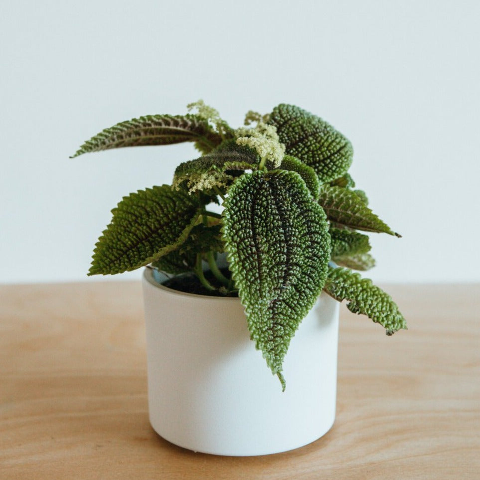 Pilea Moon Valley – VI Plant Shop