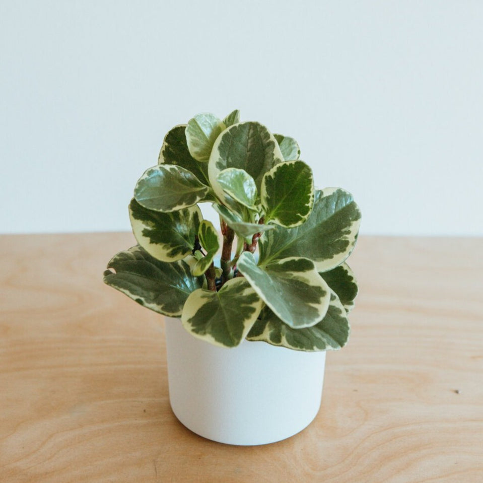 Peperomia Pepperface – VI Plant Shop