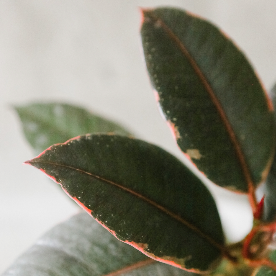 Rubber Tree 'Ruby Red' – VI Plant Shop