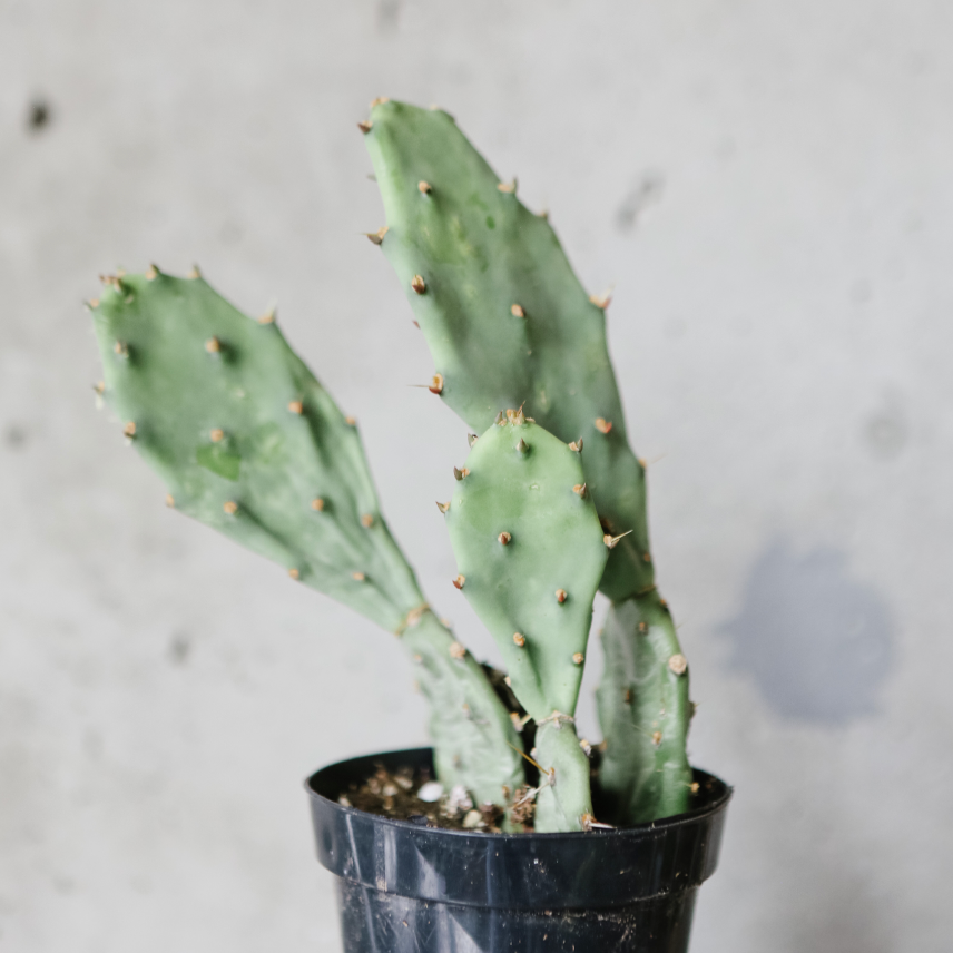 Goblin Opuntia – VI Plant Shop